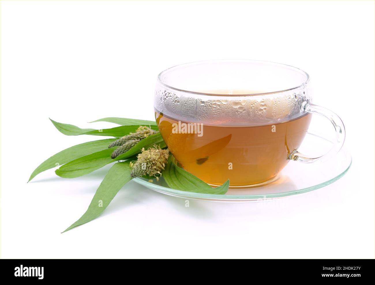 herbal tea, medicinal tea, spitzwegerich tea, herbal teas, medicinal ...