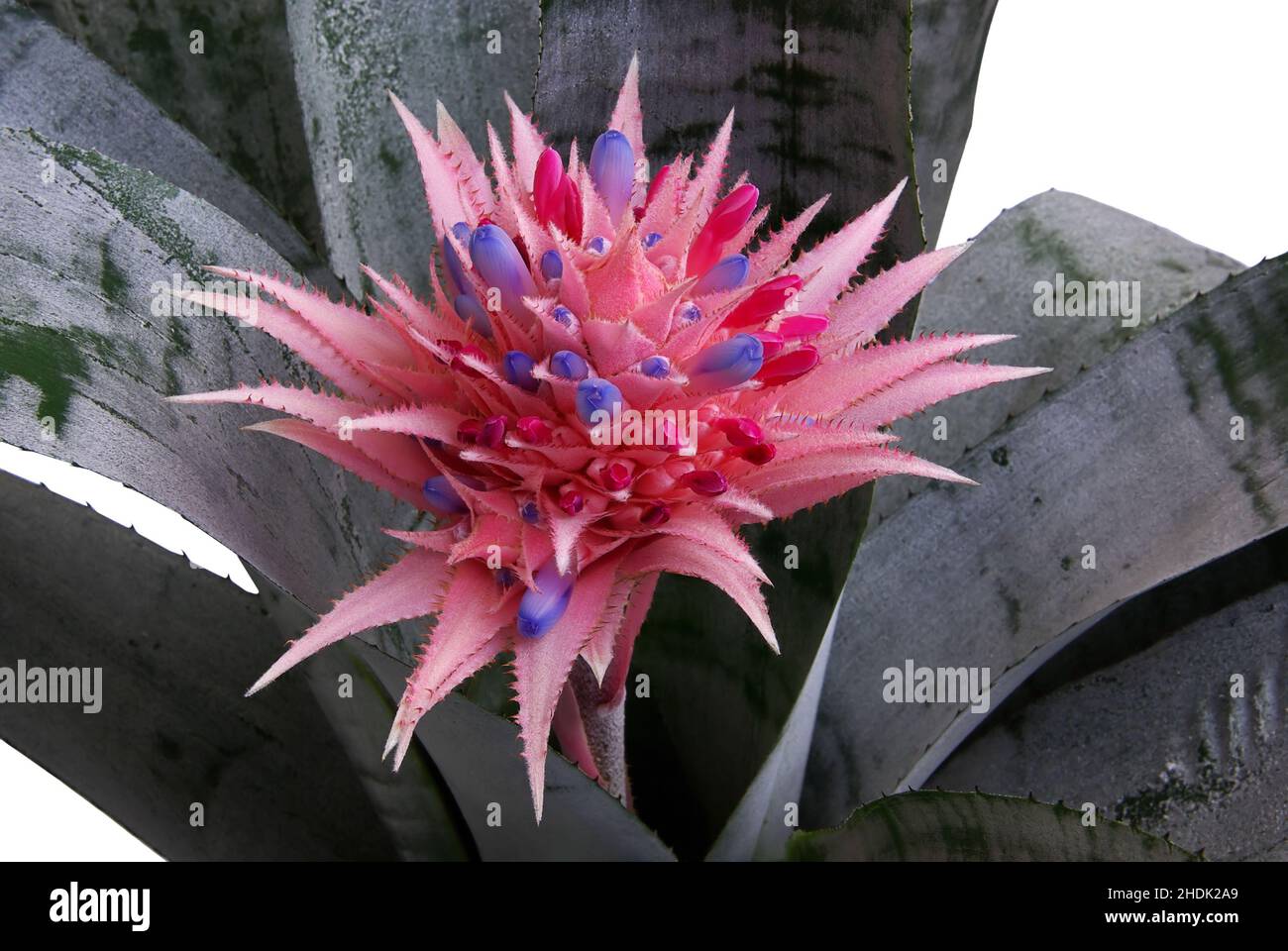 Aechmeas hi-res stock photography and images - Alamy
