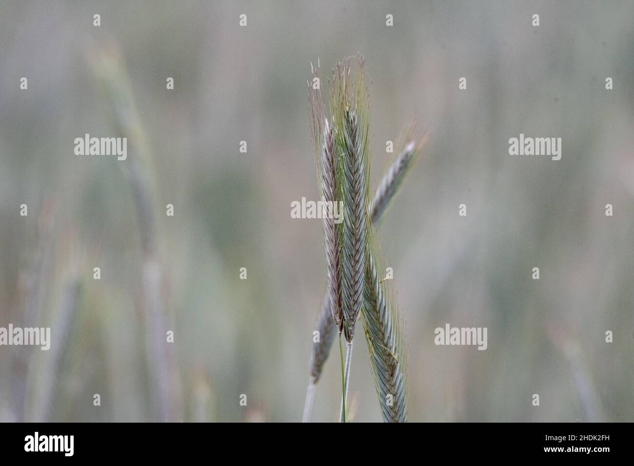 Rye in the field. Close-up of ears of ripening rye. Farming in the ...