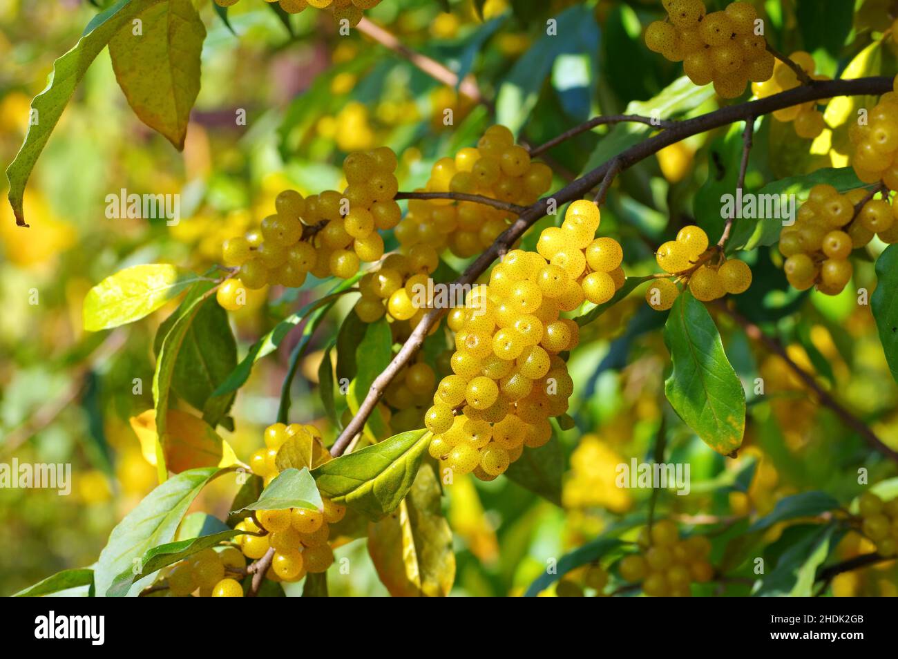Silverberry hi-res stock photography and images - Alamy
