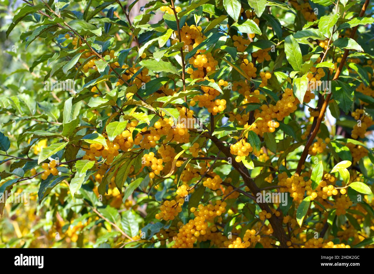 Silverberry hi-res stock photography and images - Alamy