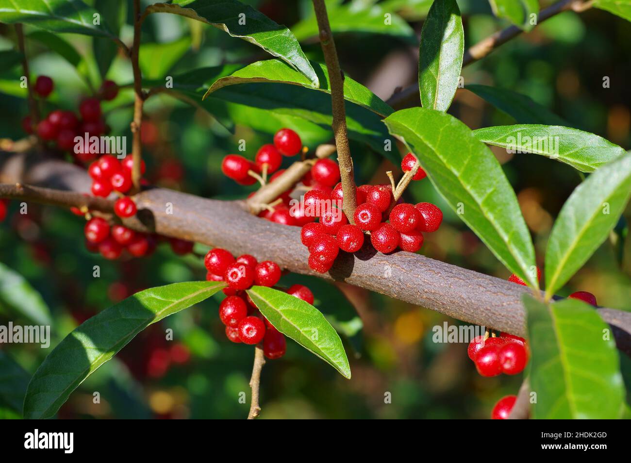 Silverberry hi-res stock photography and images - Alamy