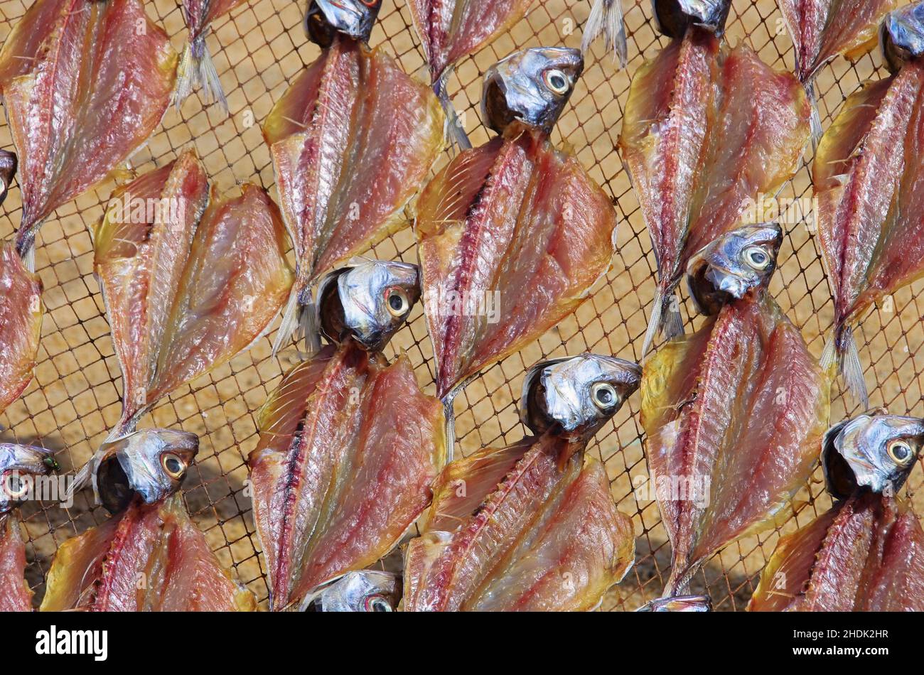Stockfishs High Resolution Stock Photography and Images - Alamy
