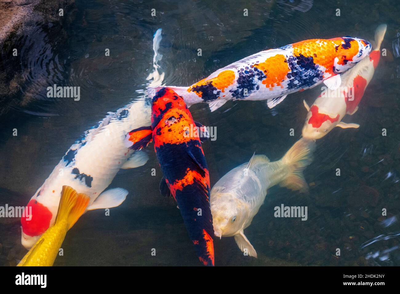 Koi; nishikigoi; carp; Amur carp; Cyprinus rubrofuscus; Portland ...