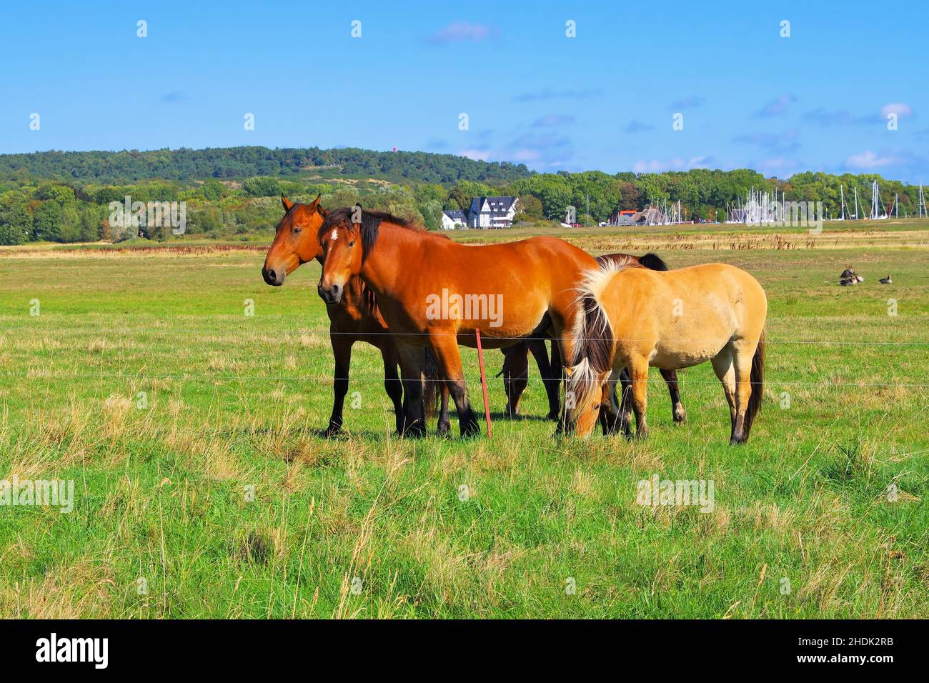 pasture, horses, pastures, horse Stock Photo - Alamy
