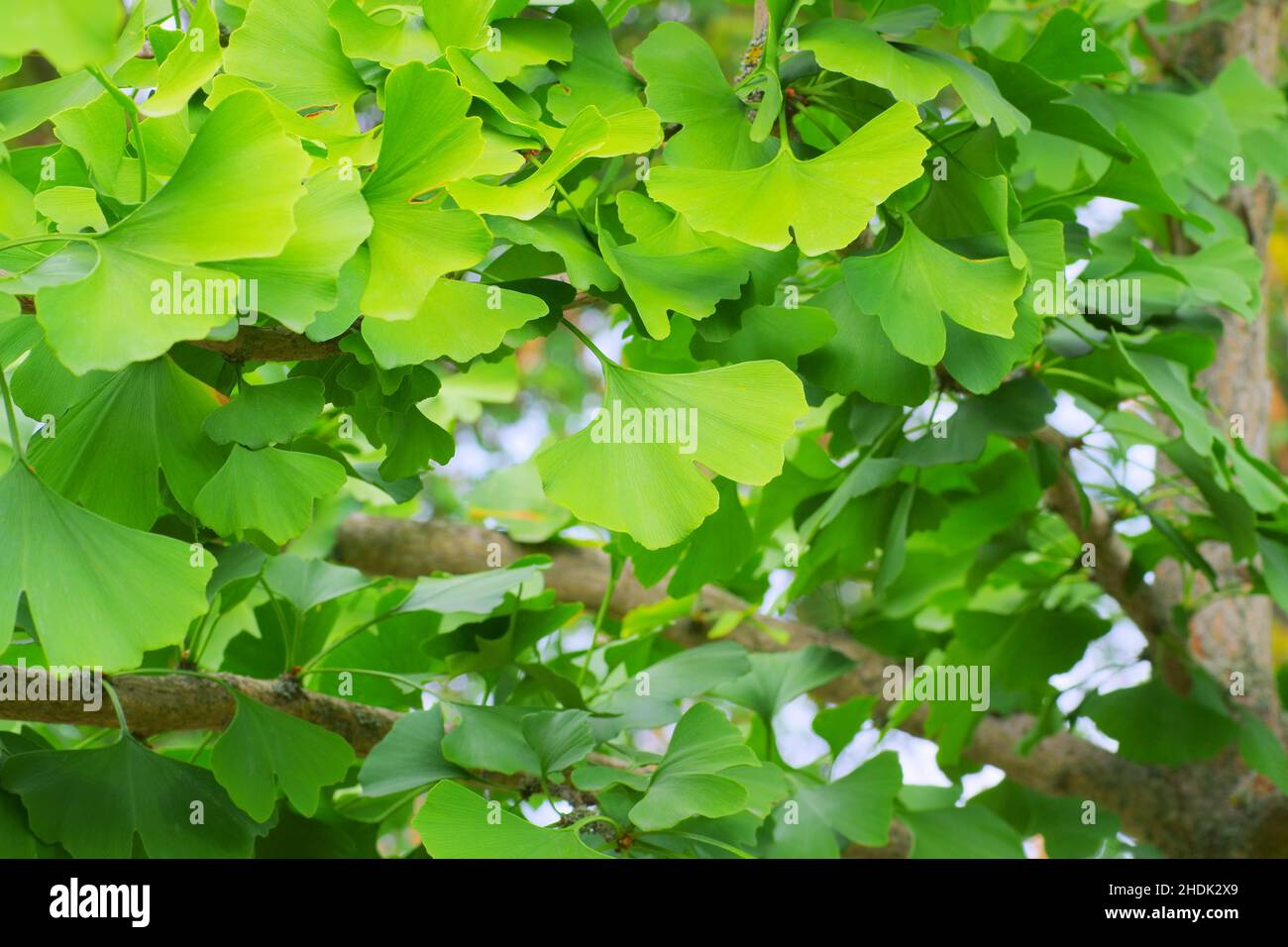 Ginkgo tree canopy hi-res stock photography and images - Alamy