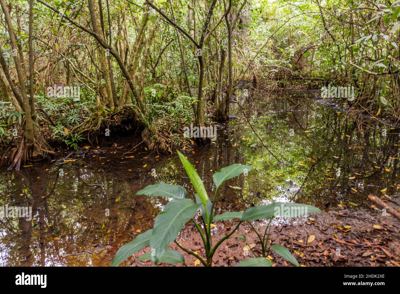 Marchland in the National Park El Choco near Cabarete, Dominican ...