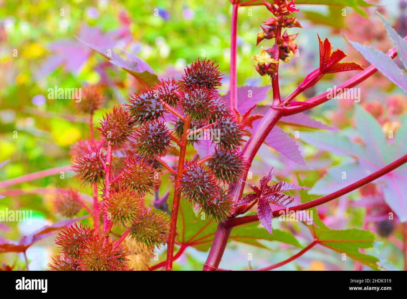 castor bean plant, tree, castor bean plants, trees Stock Photo - Alamy