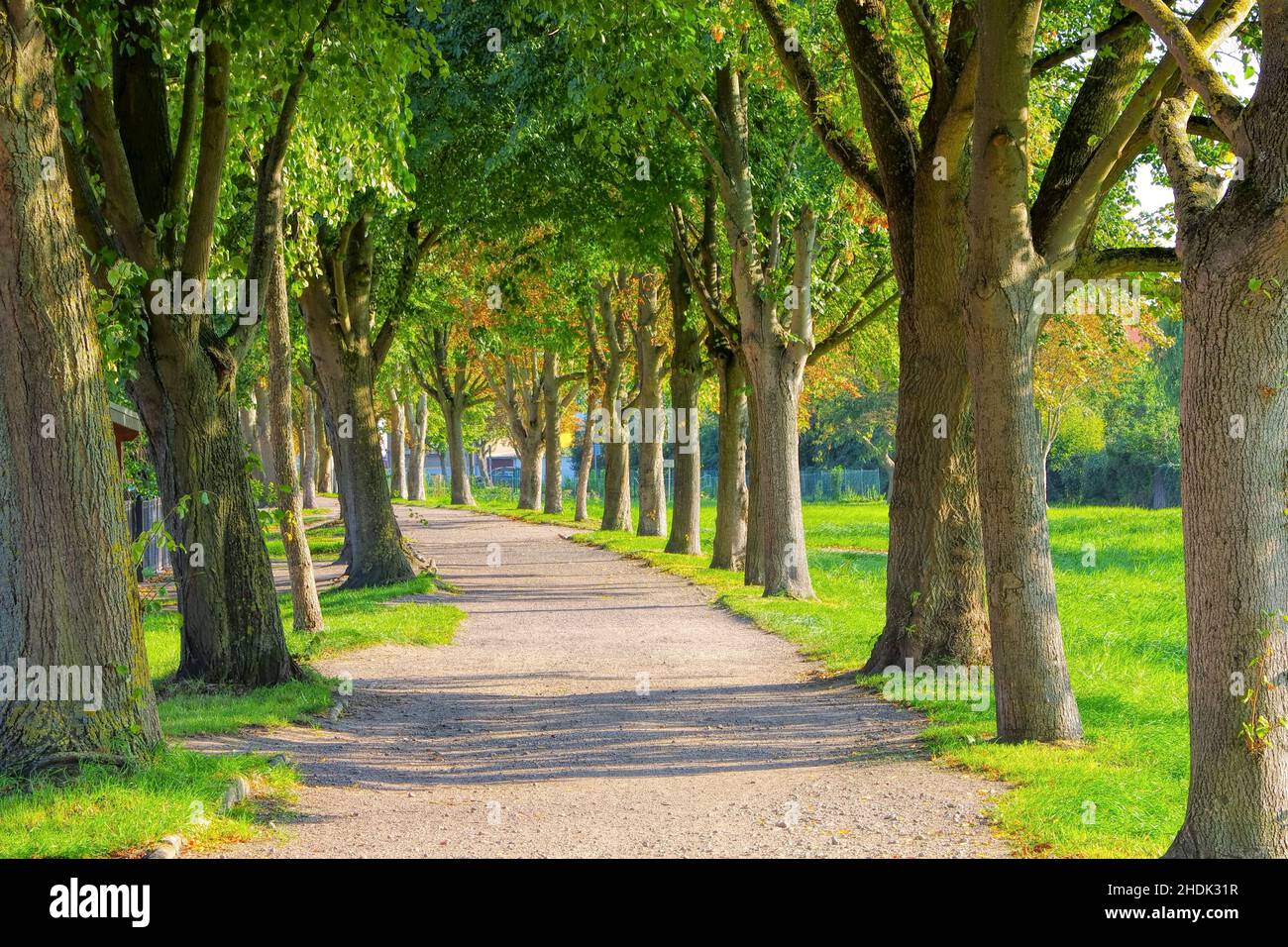 tree alley, avenue, tree alleys, avenues Stock Photo - Alamy