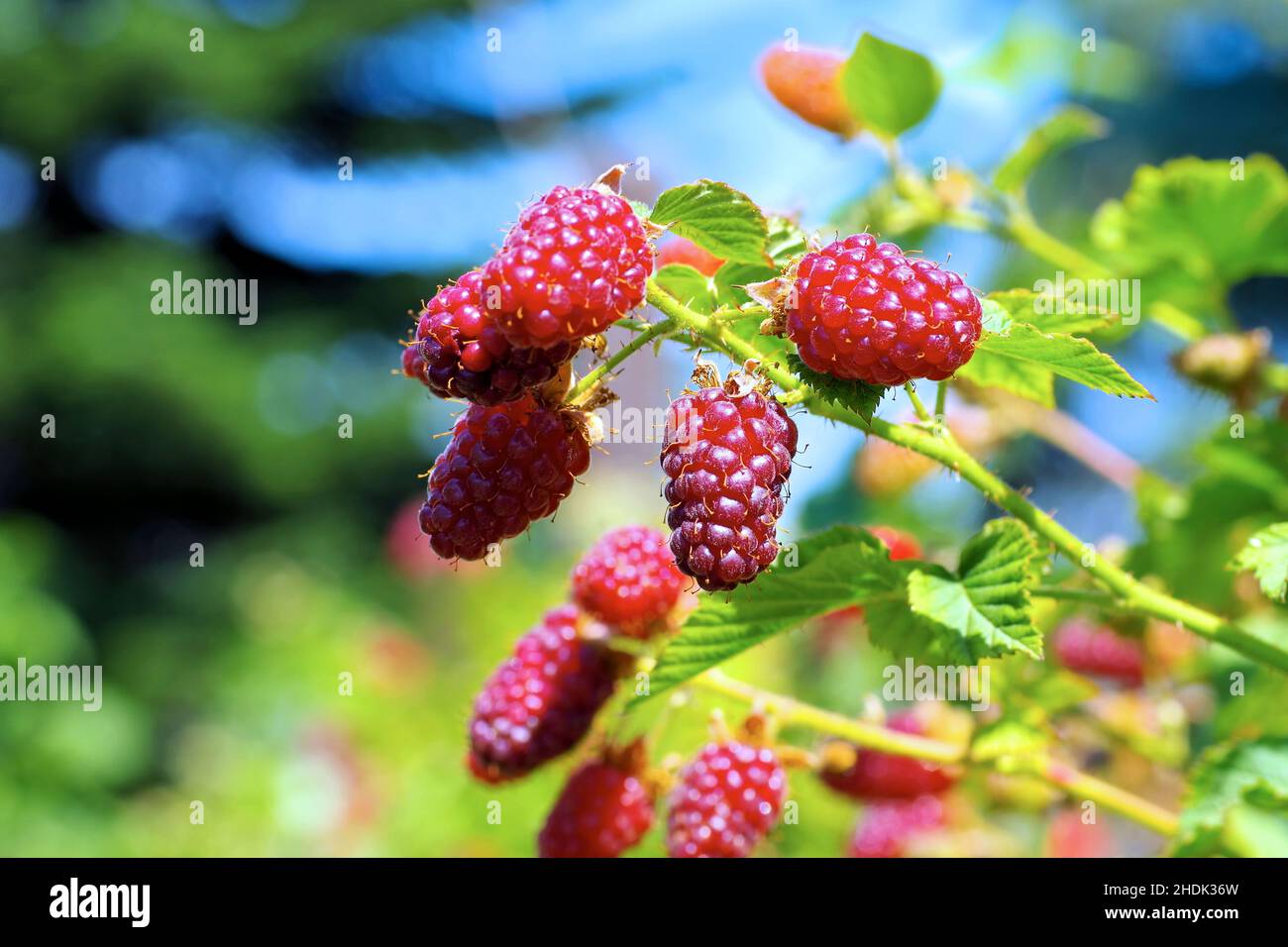 raspberry, raspberry bush, raspberries, raspberry bushs Stock Photo - Alamy