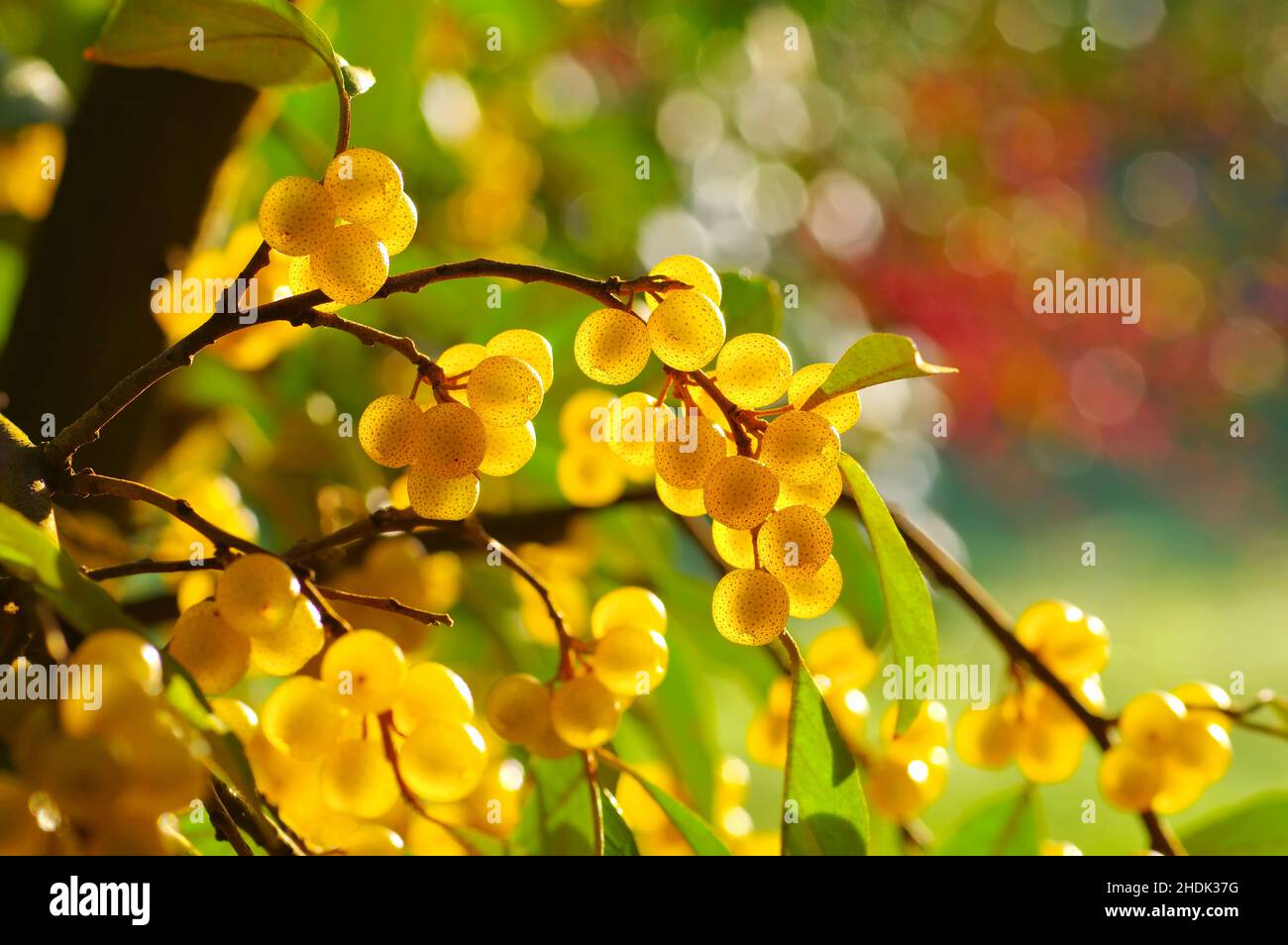 Silverberry hi-res stock photography and images - Alamy