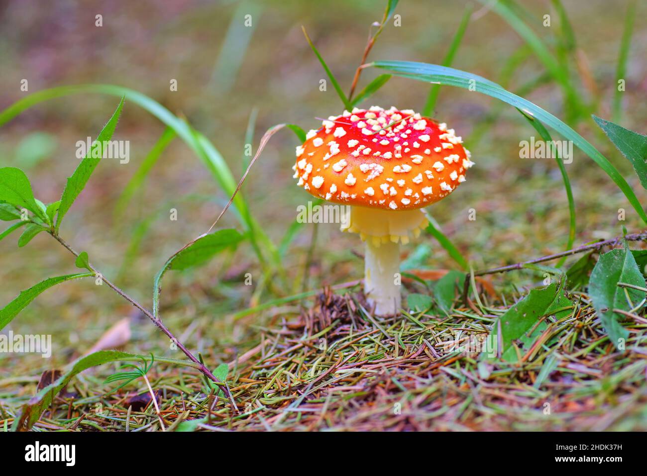 fly agaric, fly agarics Stock Photo - Alamy