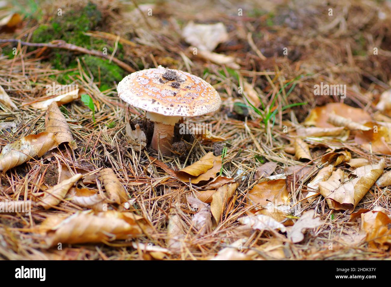 fungus, funguses, mushroom, mushrooms Stock Photo - Alamy