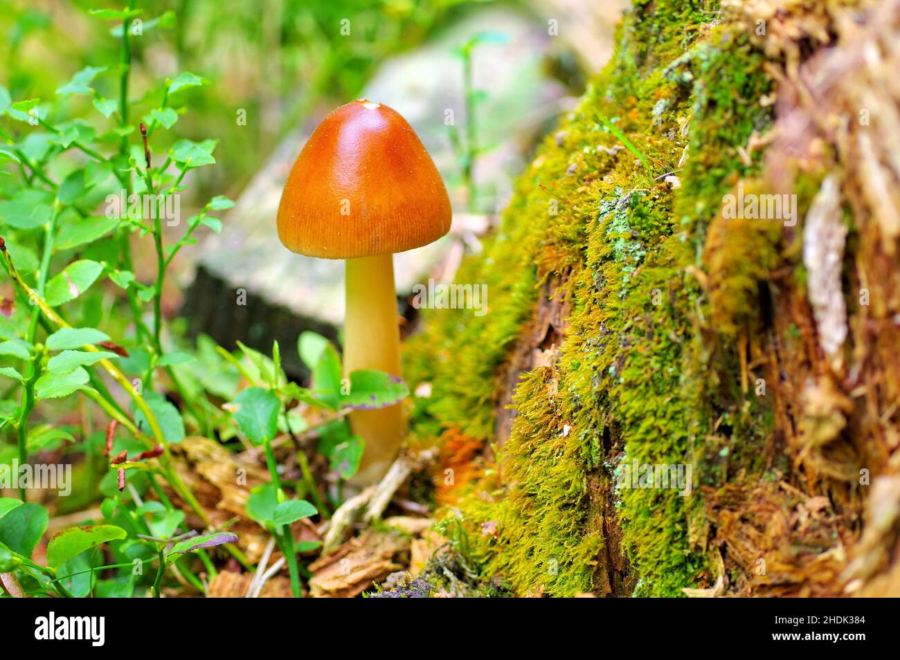 fungus, funguses, mushroom, mushrooms Stock Photo - Alamy