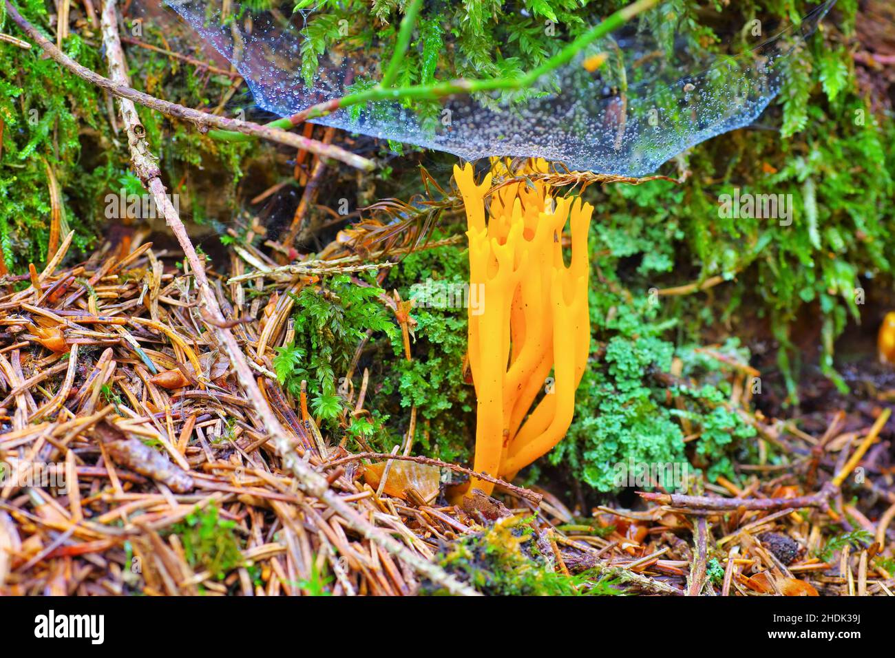 Calocera furcata hi-res stock photography and images - Alamy
