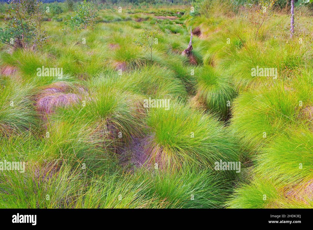 Plant of bogs hi-res stock photography and images - Alamy