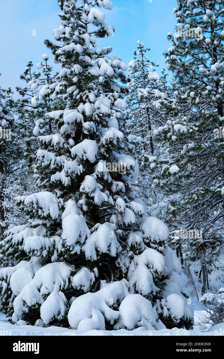 Snow Covered Trees. Oregon, Ashland, Winter Stock Photo - Alamy