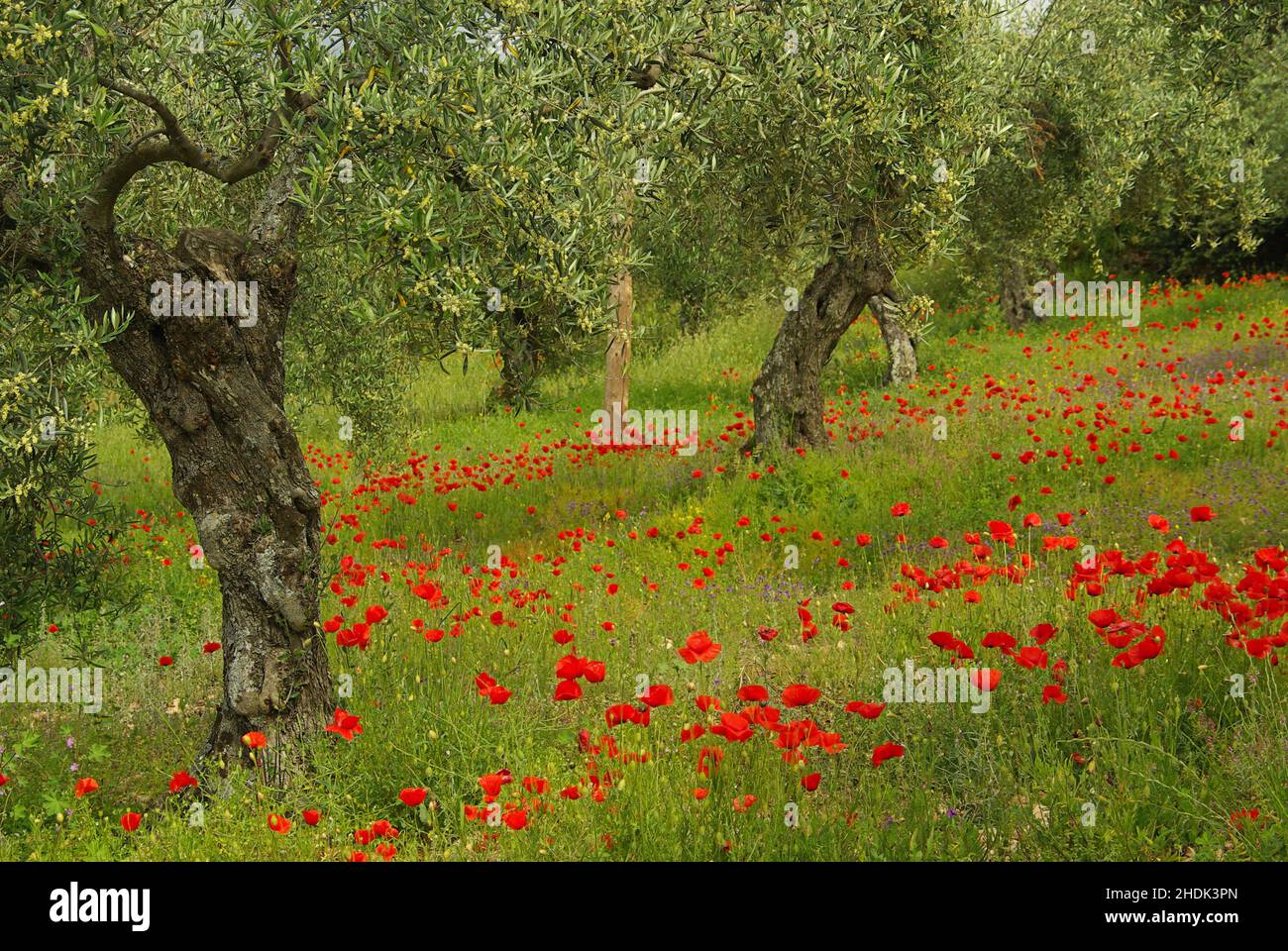 Meadow poppies olive trees hi-res stock photography and images - Alamy
