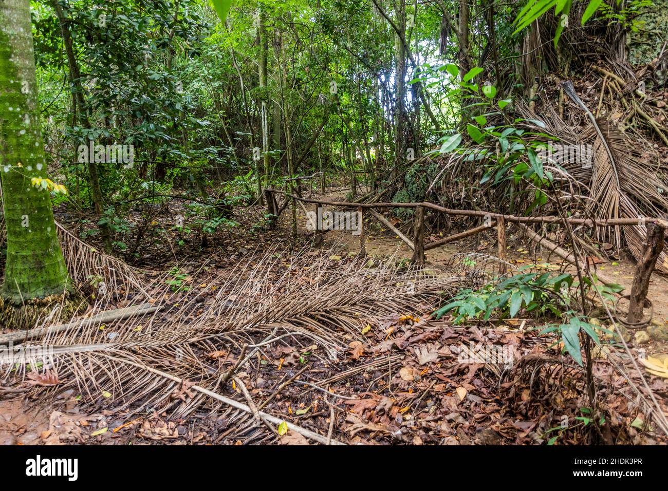 Forest in the National Park El Choco near Cabarete, Dominican Republic ...