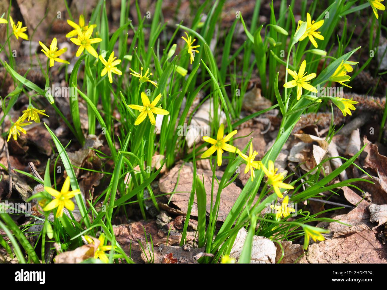 Gagea flowers hi-res stock photography and images - Alamy