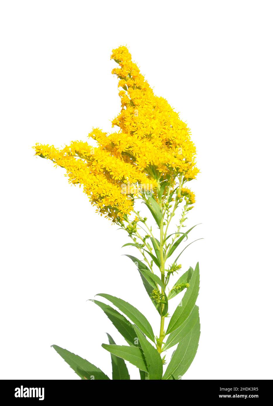 Goldenrods Cut Out Stock Images & Pictures - Alamy