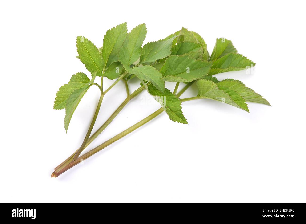 Our elders Cut Out Stock Images & Pictures - Alamy