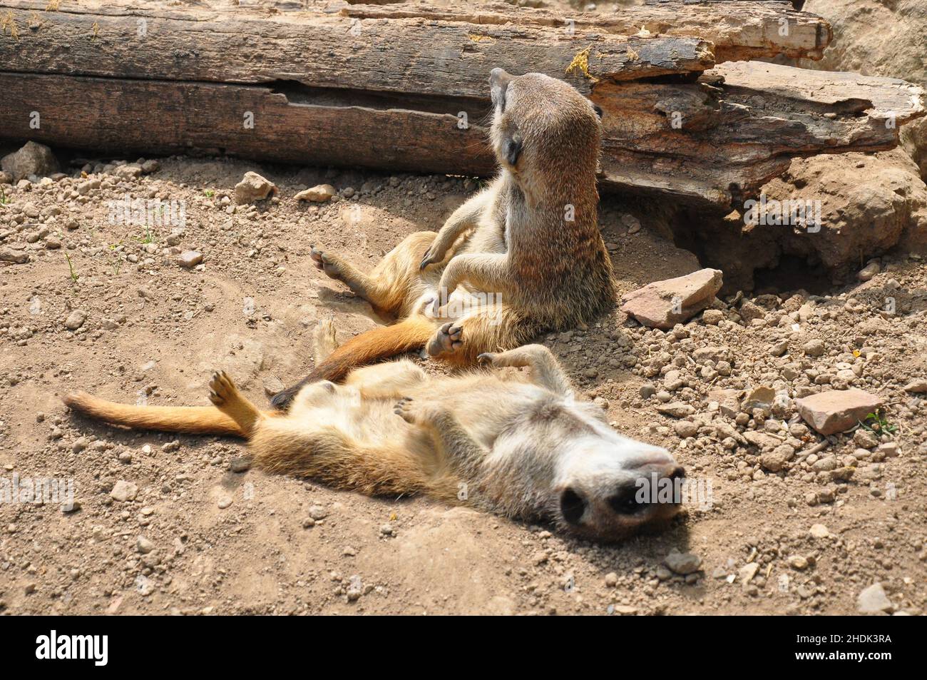 resting, meerkat, rest, meerkats Stock Photo - Alamy