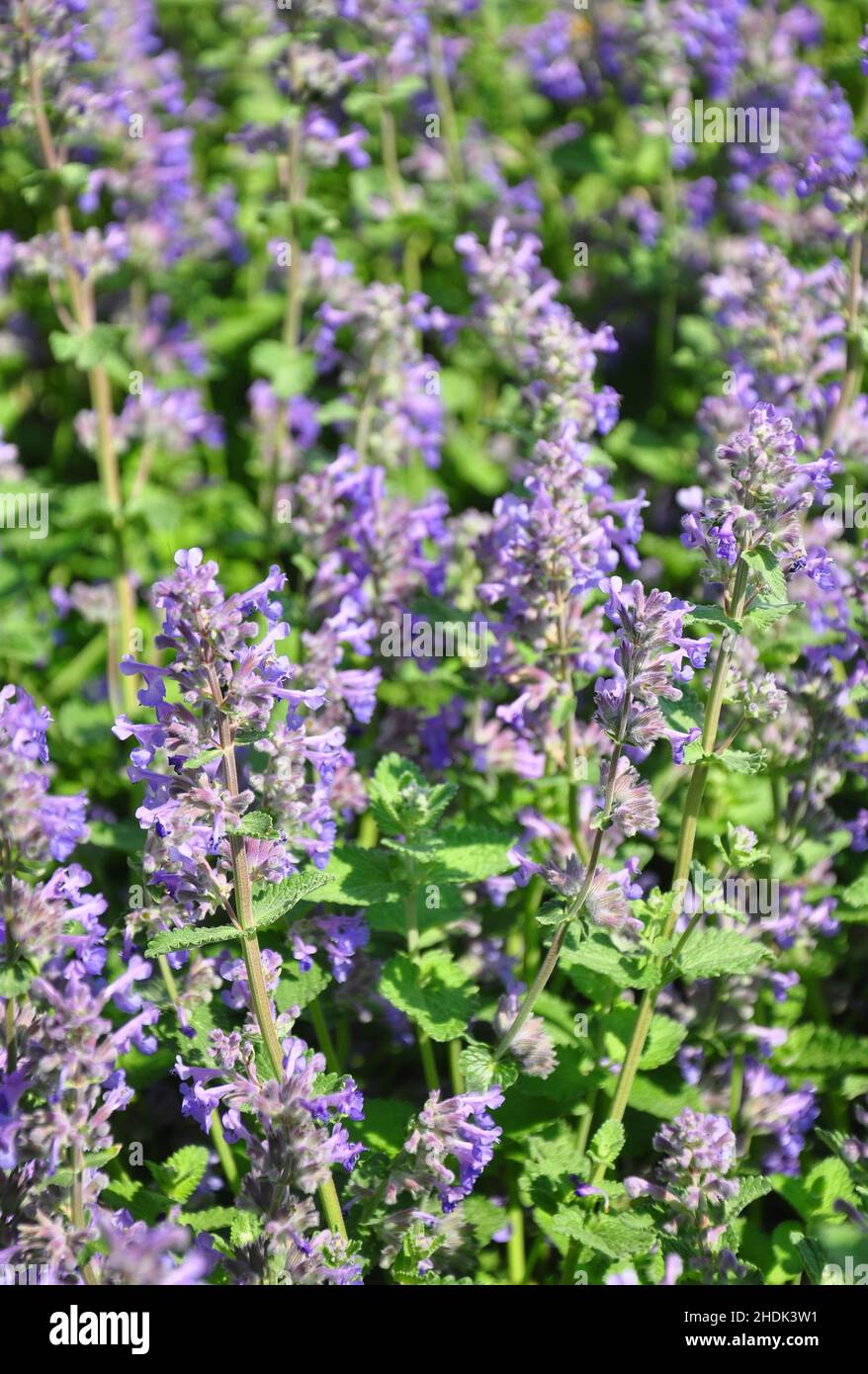 Catnip flowers hi-res stock photography and images - Alamy