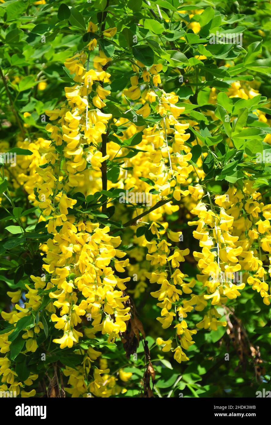 Laburnums hi-res stock photography and images - Alamy