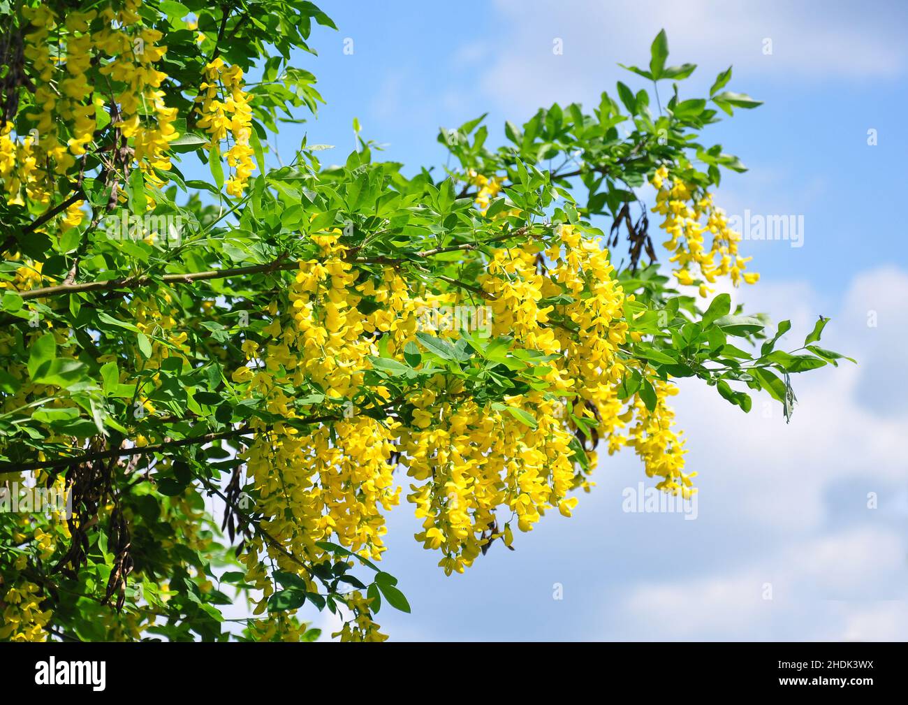 Laburnums hi-res stock photography and images - Alamy