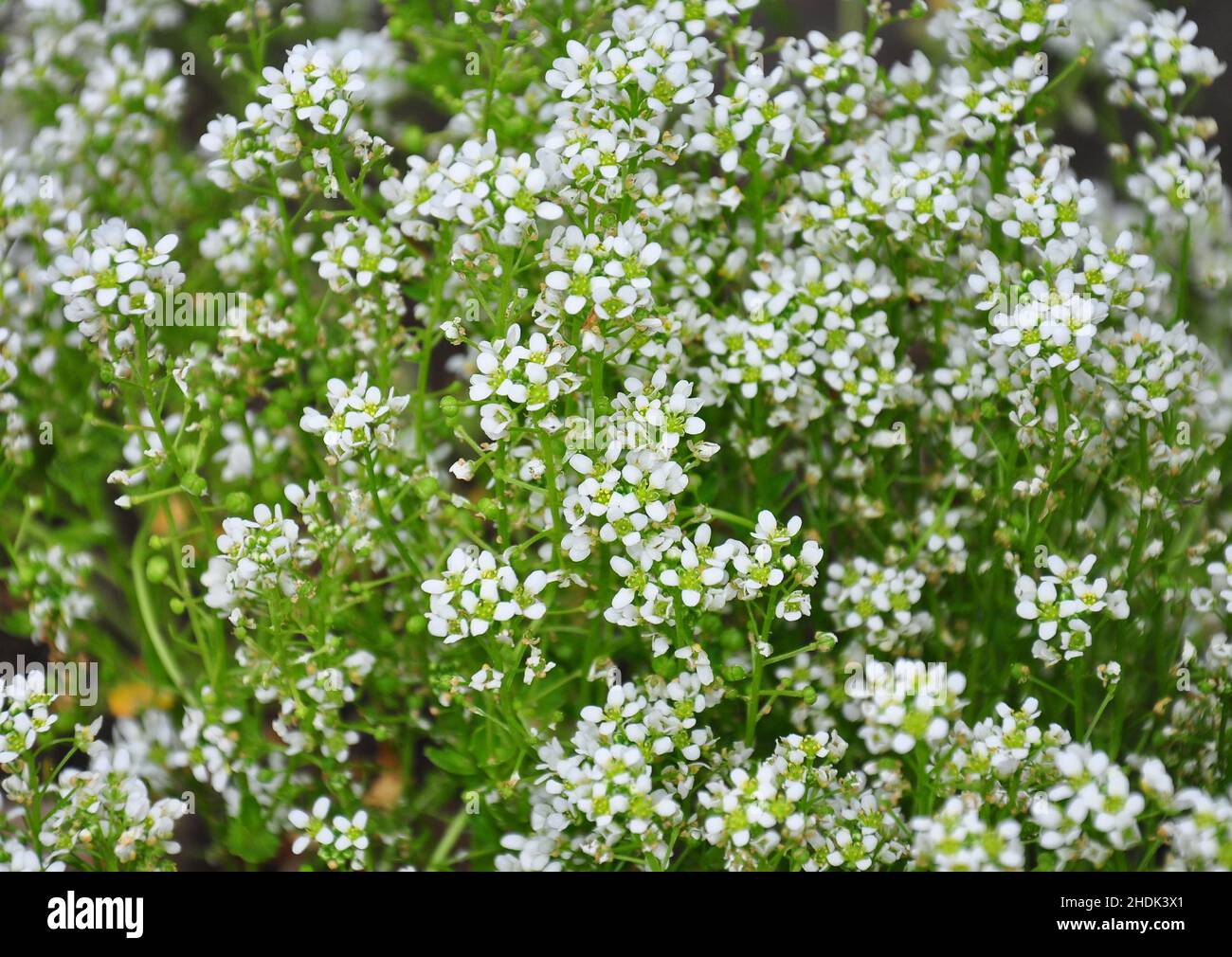 herb, cochlearia officinalis, herbs, common scurvygrass Stock Photo - Alamy