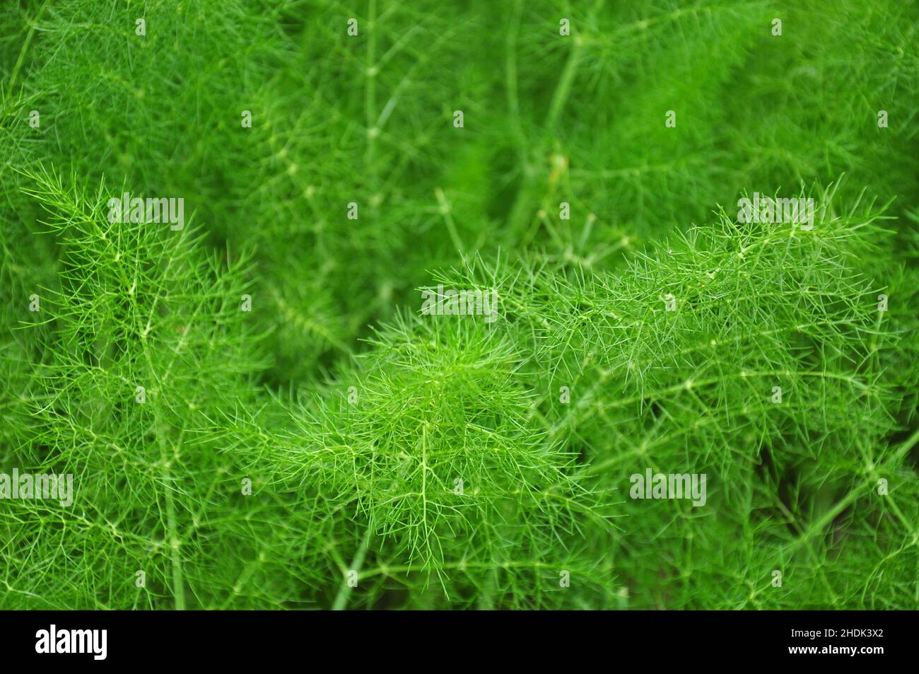 plant, fennel, plants, fennels Stock Photo - Alamy