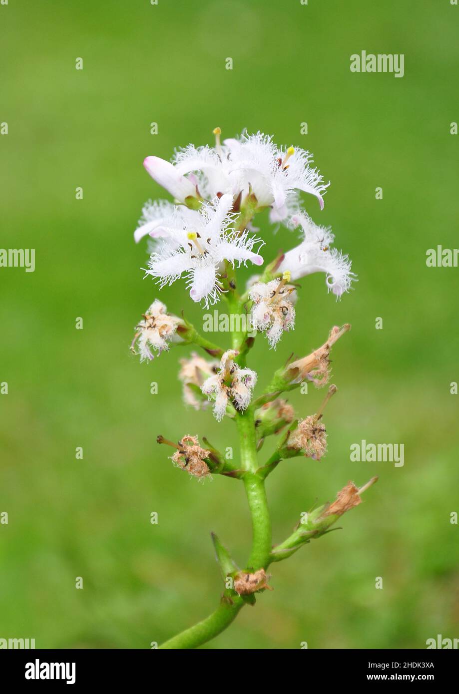 menyanthes, buck bean Stock Photo - Alamy