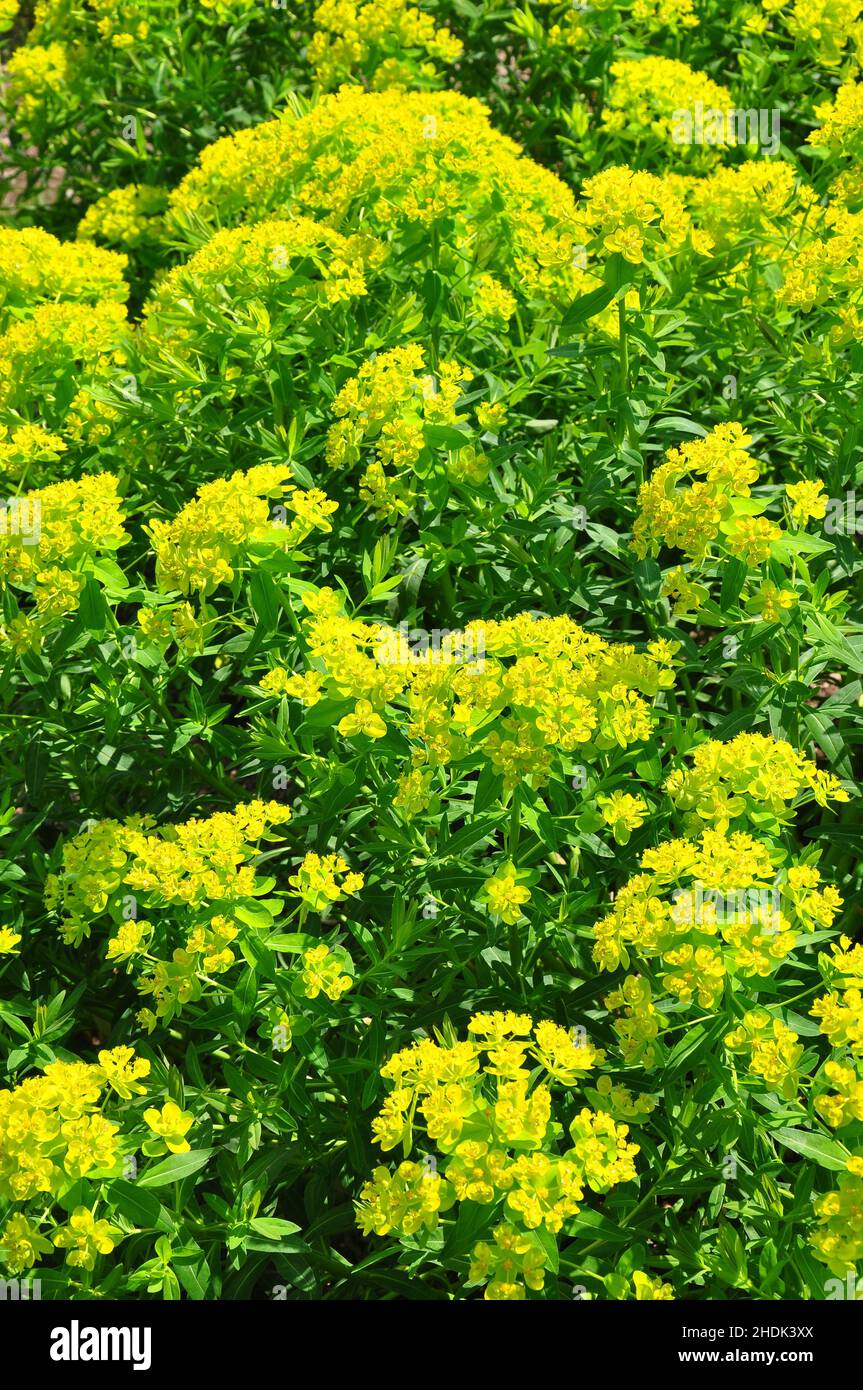 Wild yellow milkweed plants hi-res stock photography and images - Alamy