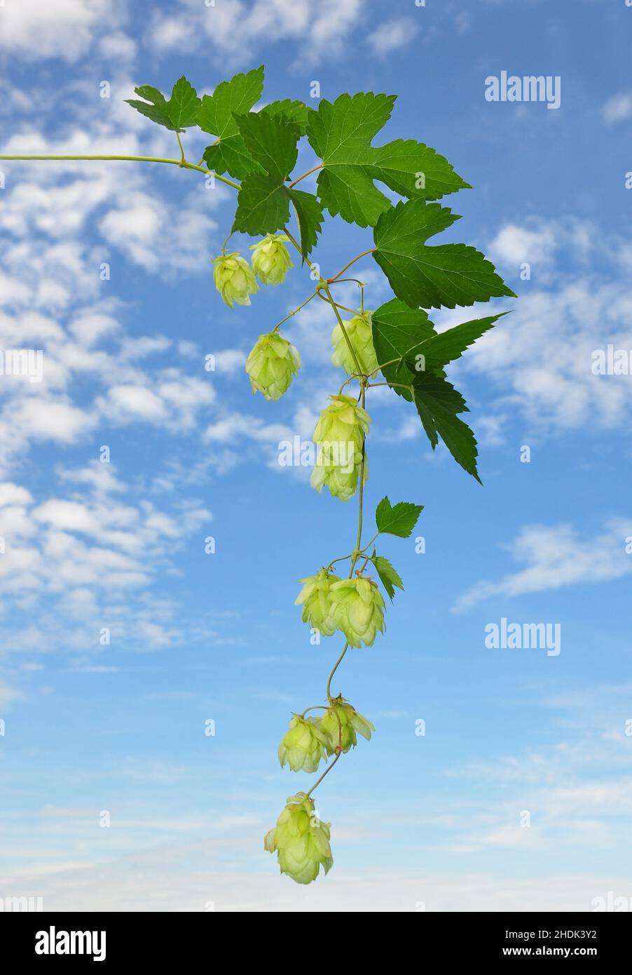 Wild hops plant hi-res stock photography and images - Alamy