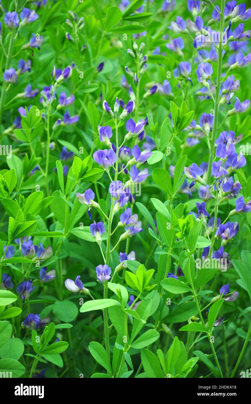 blue wild indigo Stock Photo - Alamy