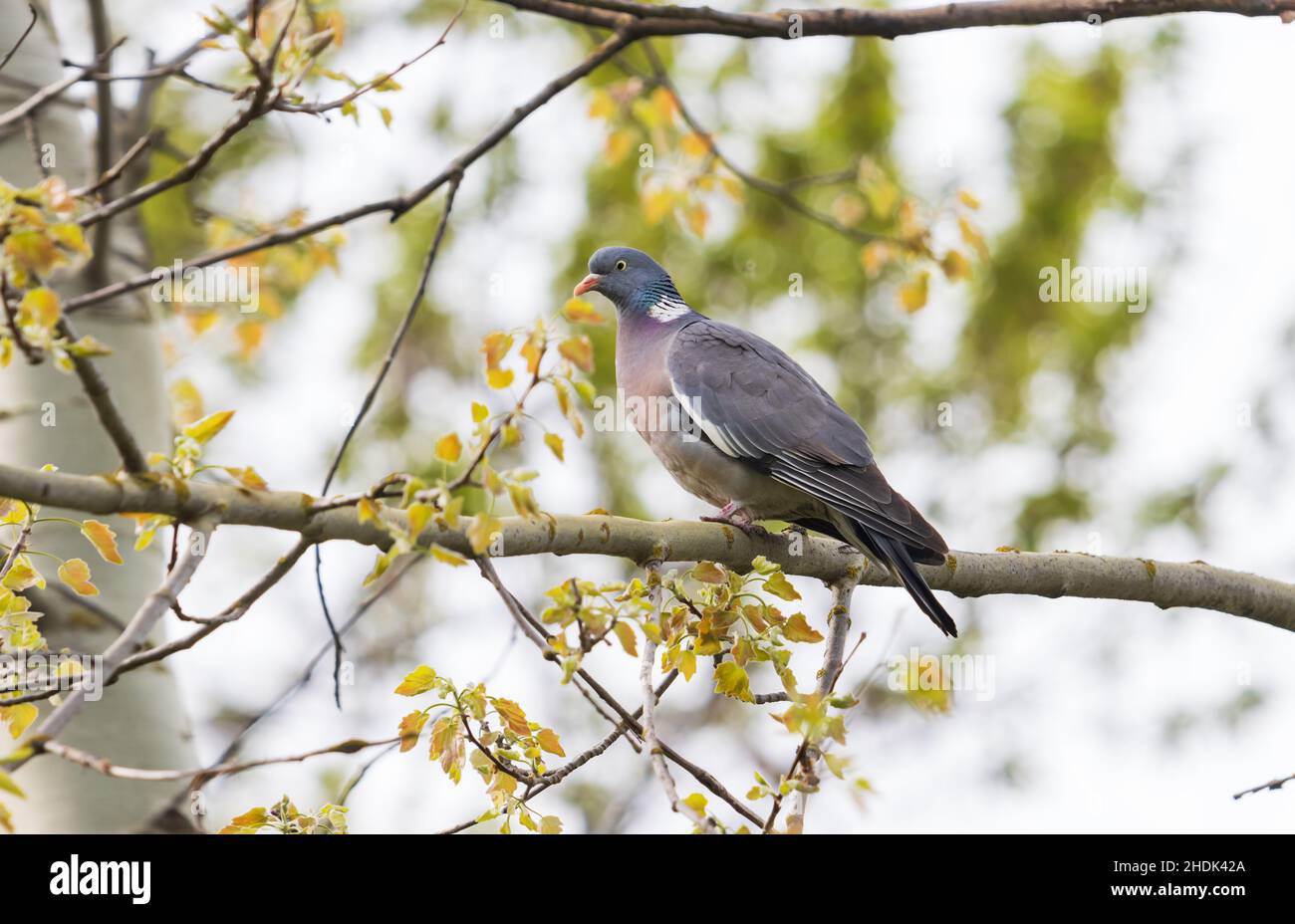 forest pigeon among spring foliage Stock Photo - Alamy