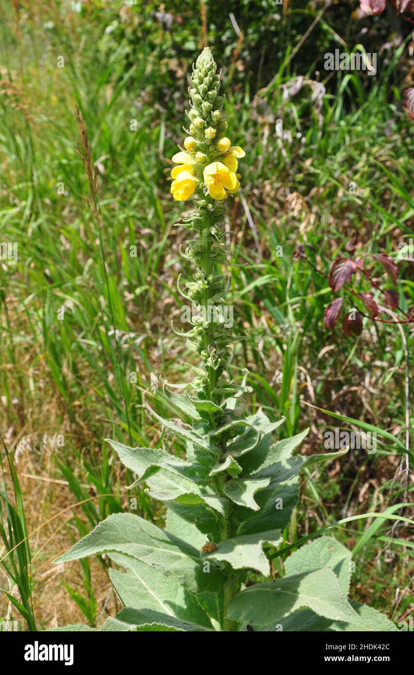 The mullein hi-res stock photography and images - Alamy