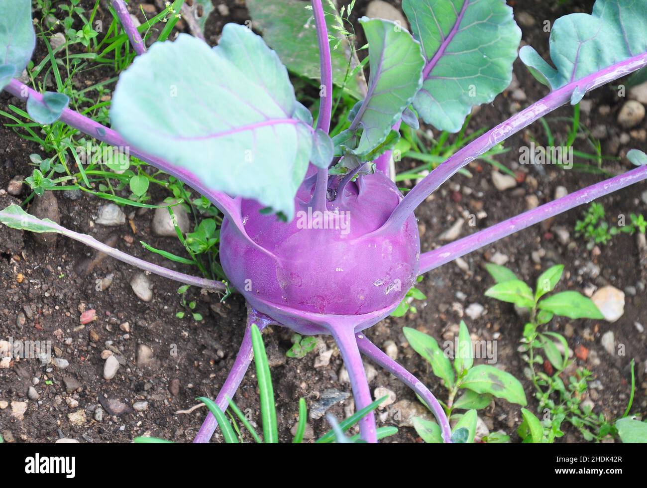 vegetable, kohlrabi, vegetable garden, vegetables, vegetable gardens ...