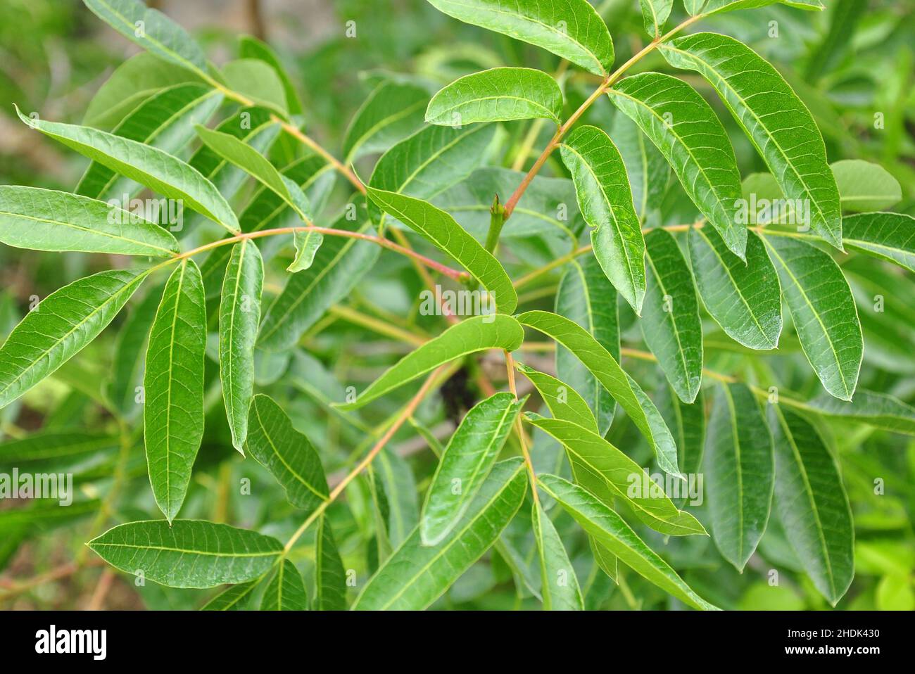 Pistacia terebinthus leaves hi-res stock photography and images - Alamy