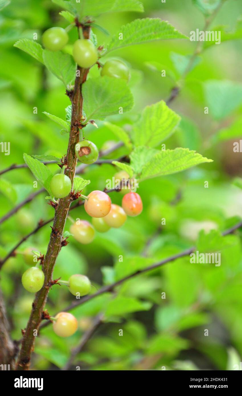 fruits, Nanking cherry, fruit Stock Photo - Alamy