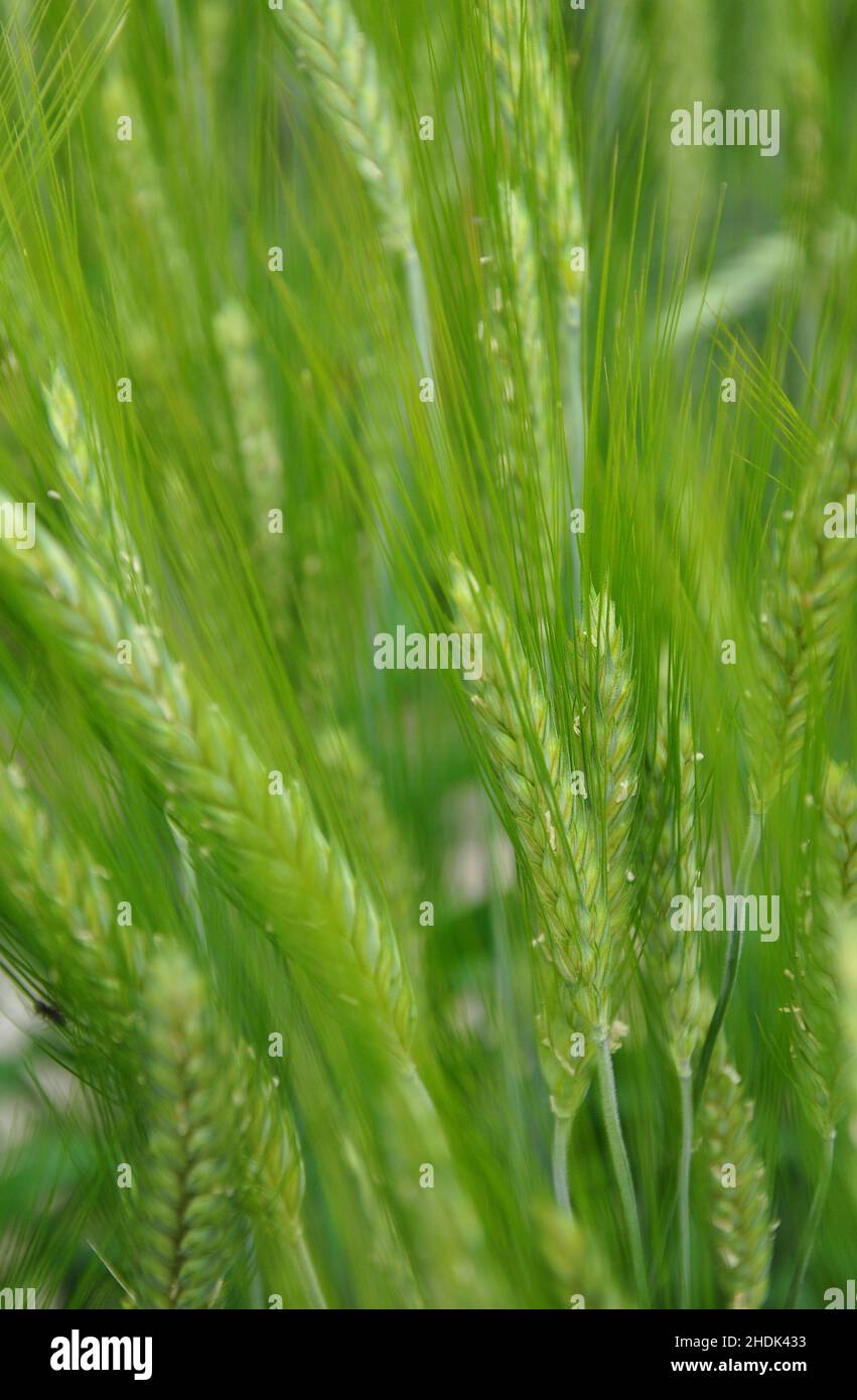 Triticale rye wheat grains hi-res stock photography and images - Alamy