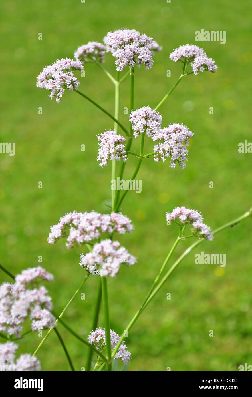 Valerian plant hi-res stock photography and images - Alamy