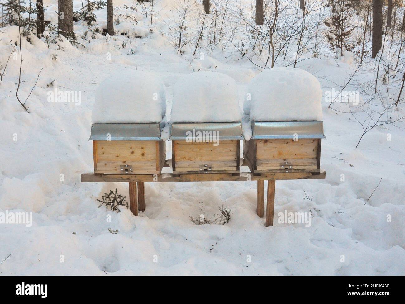 bee box, apiary, bee boxs Stock Photo - Alamy
