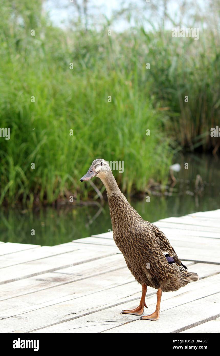 duck, runner duck, ducks, runner ducks Stock Photo - Alamy