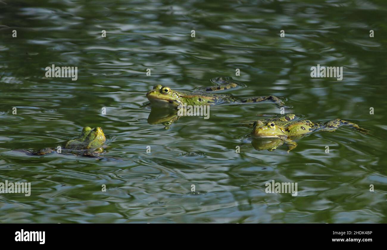 frog, water frog, frogs, water frogs Stock Photo - Alamy
