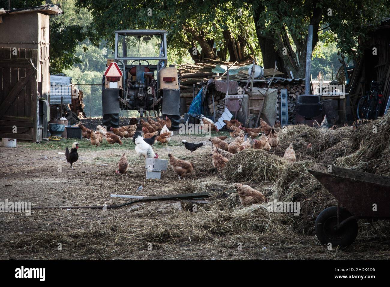 Tractor with chickens hi-res stock photography and images - Alamy