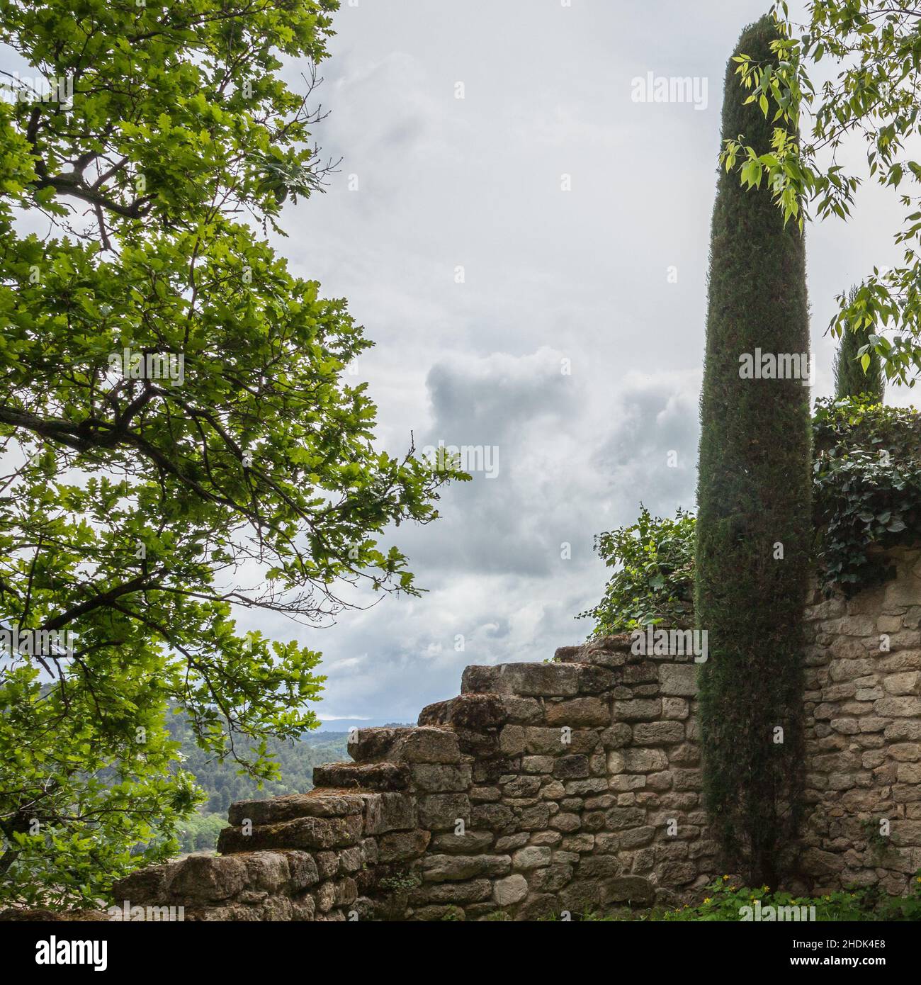 cypress tree, provence, stone wall, cypress trees, provences, stone ...
