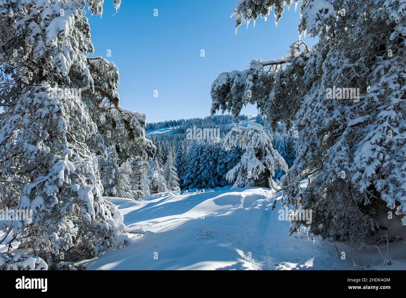 Amazing Winter landscape of Vitosha Mountain, Sofia City Region ...
