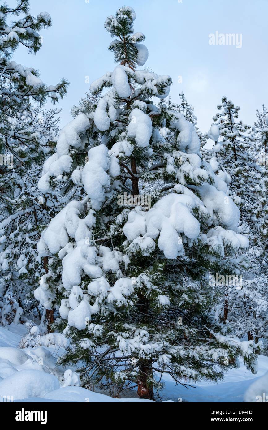 Ashland oregon winter hi-res stock photography and images - Alamy